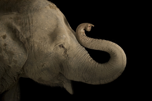 Remembering Buki - WNY Heritage