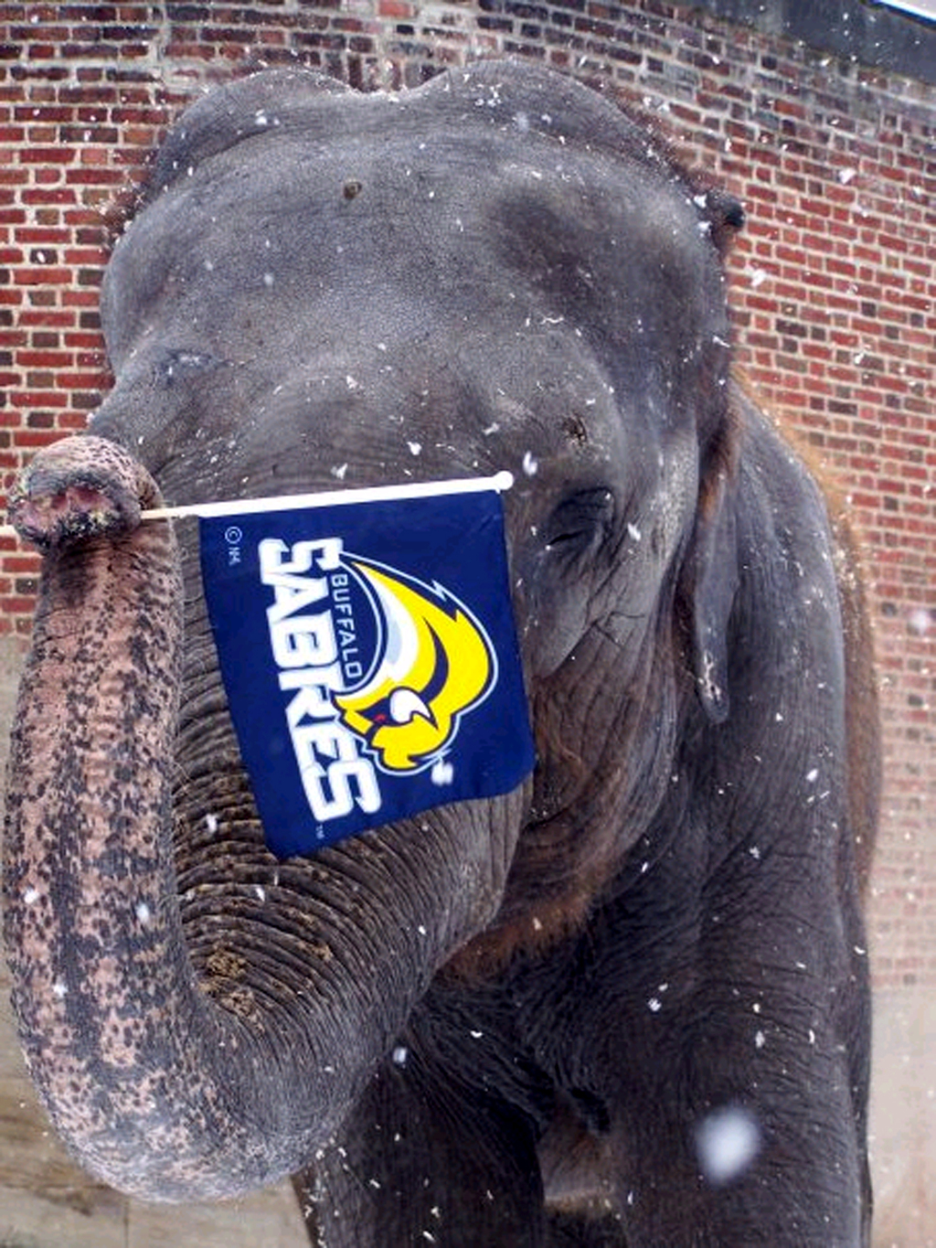 Remembering Buki - WNY Heritage